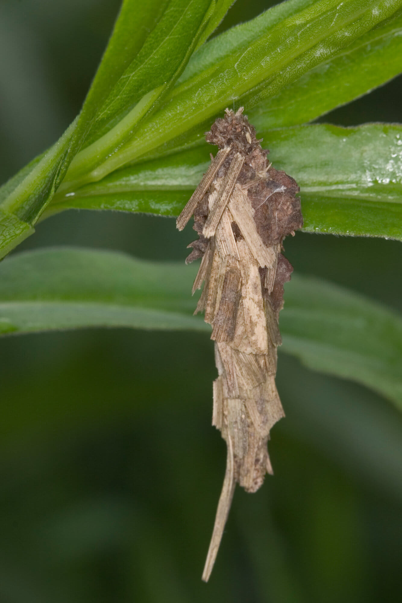 Cocon Insecte Maison | Ventana Blog